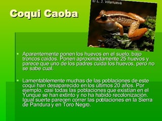 Coquies De Puerto Rico | PPT