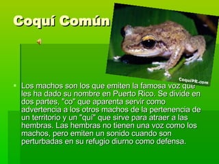 Coquies De Puerto Rico | PPT