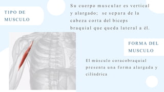 MUSCULO CORACOBRAQUIAL PRESENTACION.pptx
