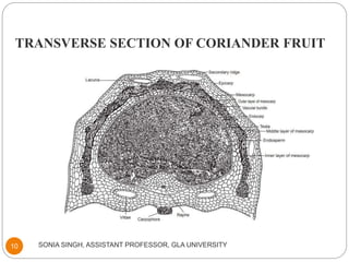 Corainder | PPTX | Gardening | Home & Garden