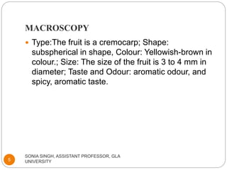 Corainder | PPTX | Gardening | Home & Garden