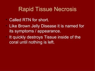 Coral Diseases Jeremy Dilley | PPT