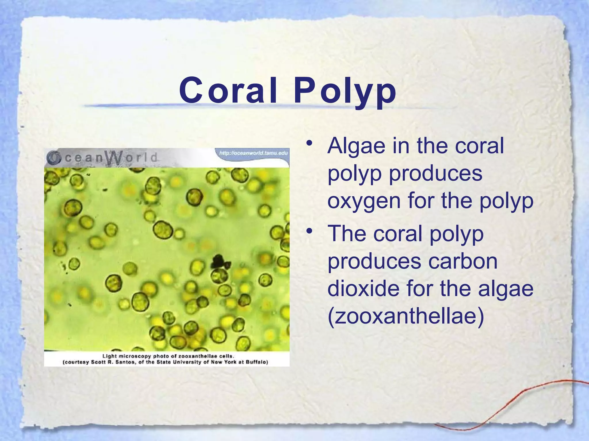Coral Reefs | PPT