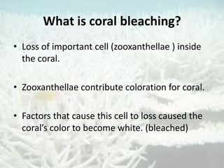 Coral bleaching | PPTX
