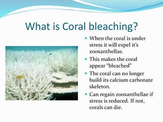 Coral bleaching In ocean | PPT