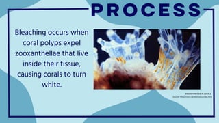 Coral Bleaching.pdf