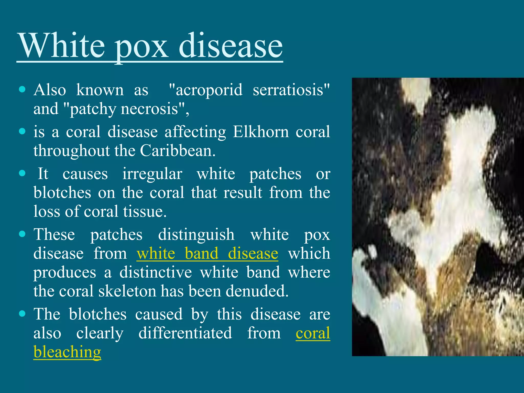 coral disease.pptx