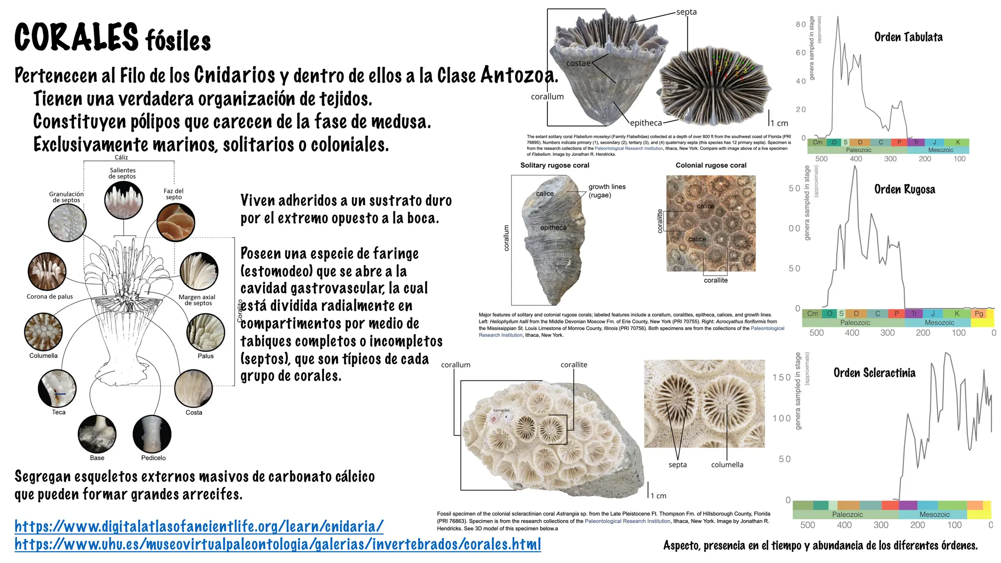 FOSILES GUIA PARA HACER CORTES GEOLOGICOS | PDF