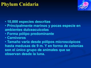 Identificación de corales Corales Golfo de California | PPT