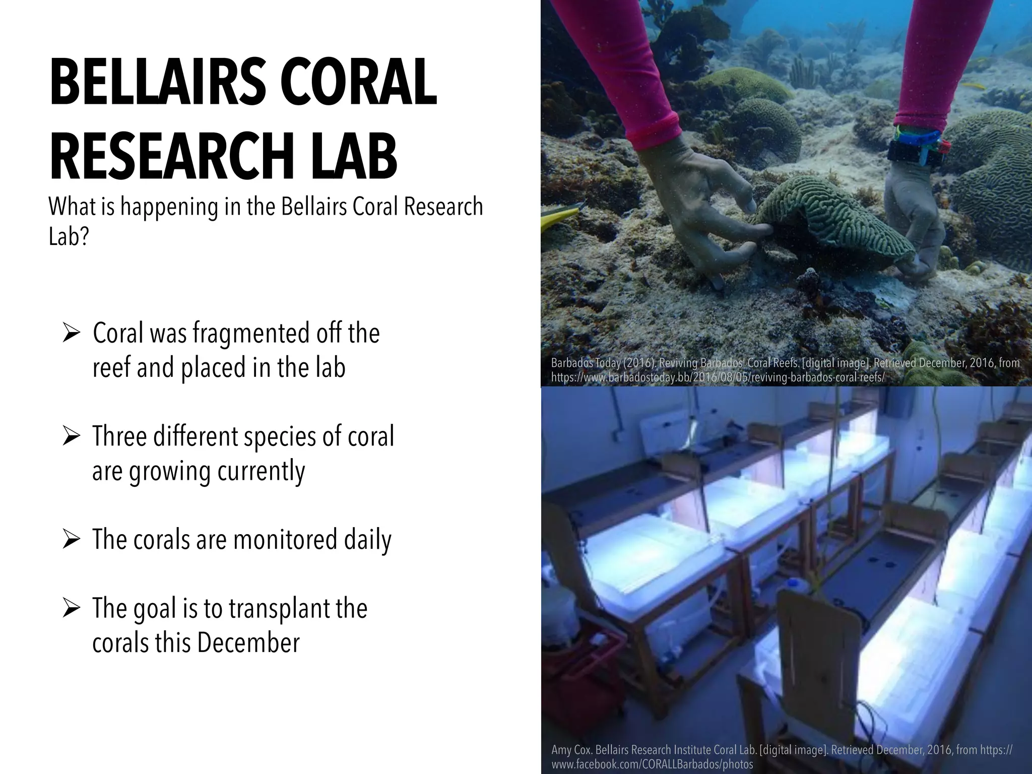 Coral Reef Restoration Research Project | PDF