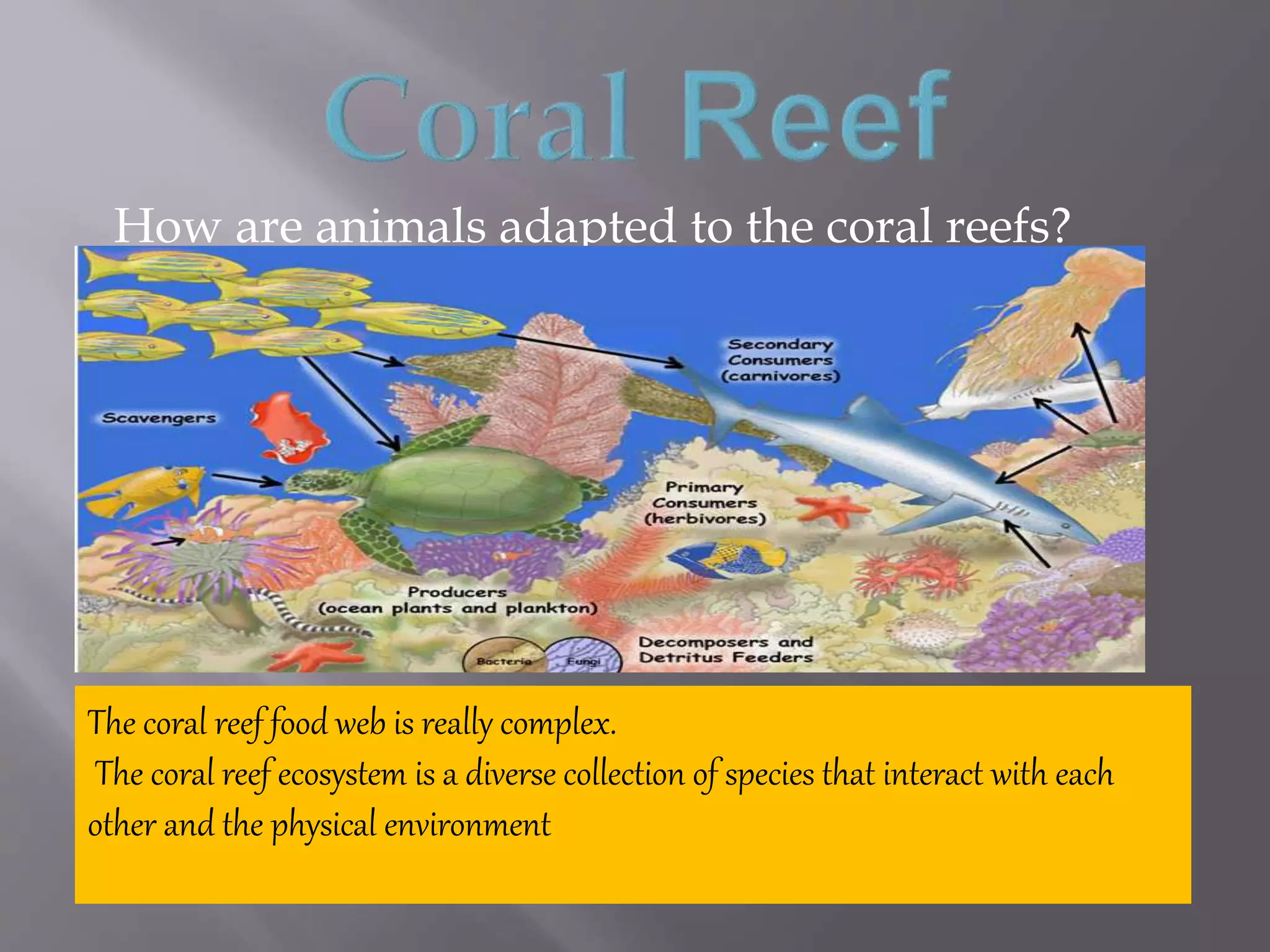 Coral Reef Food Web Decomposers