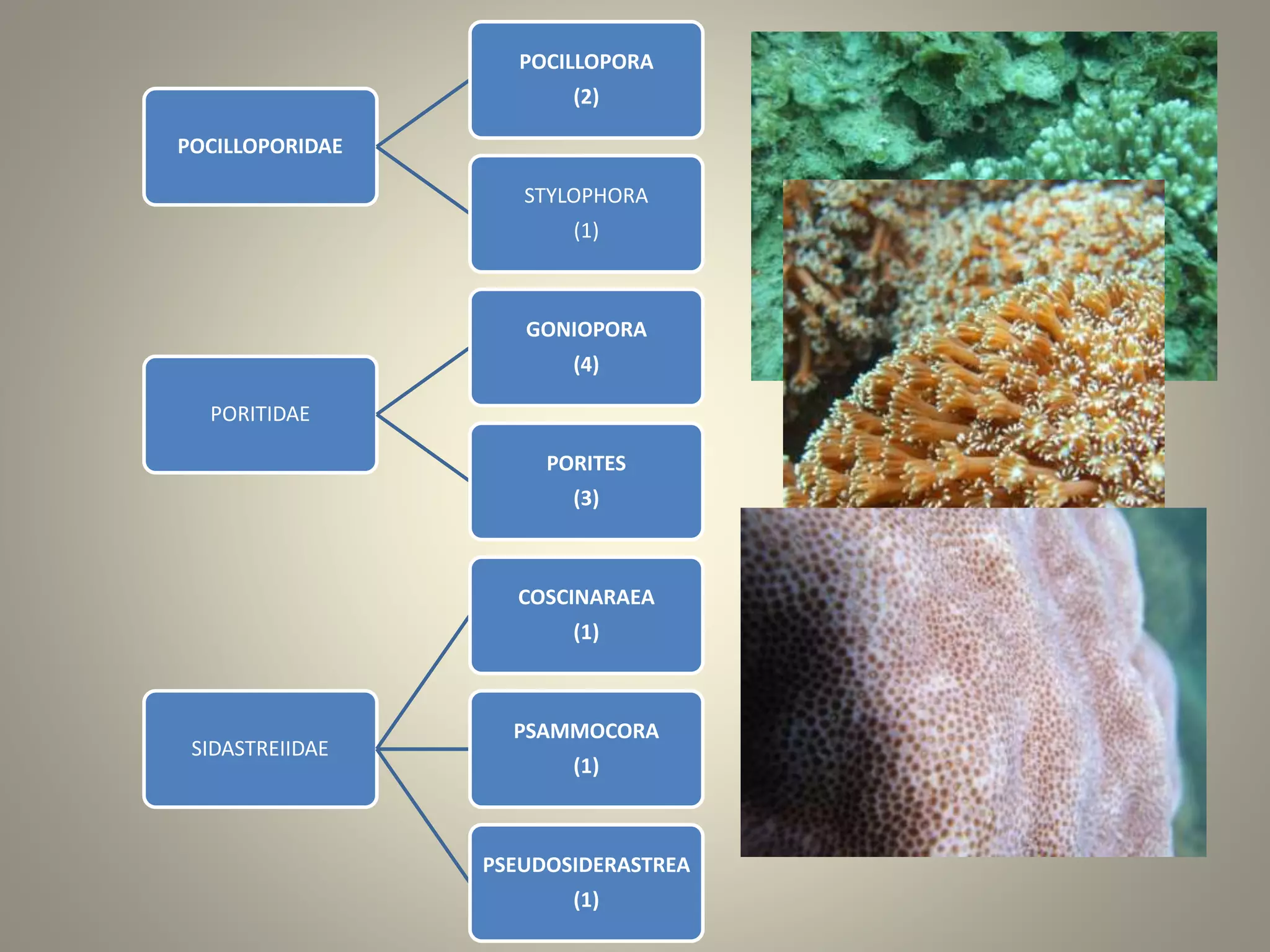 Coral identification | PPTX