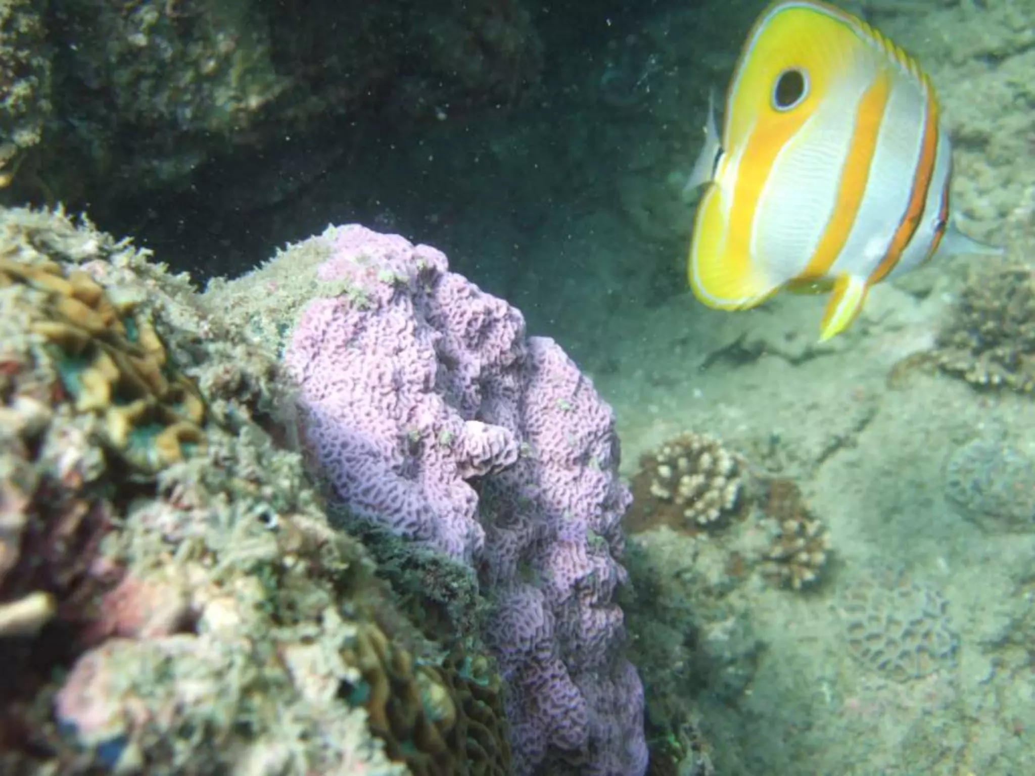 Coral identification | PPTX | Geography | Science