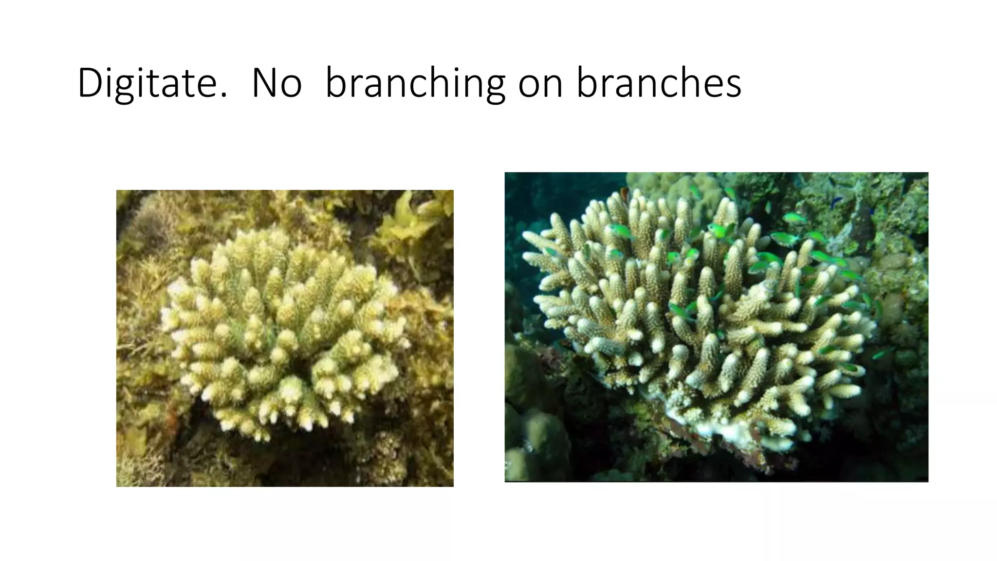 Coral Morphology Types.pptx