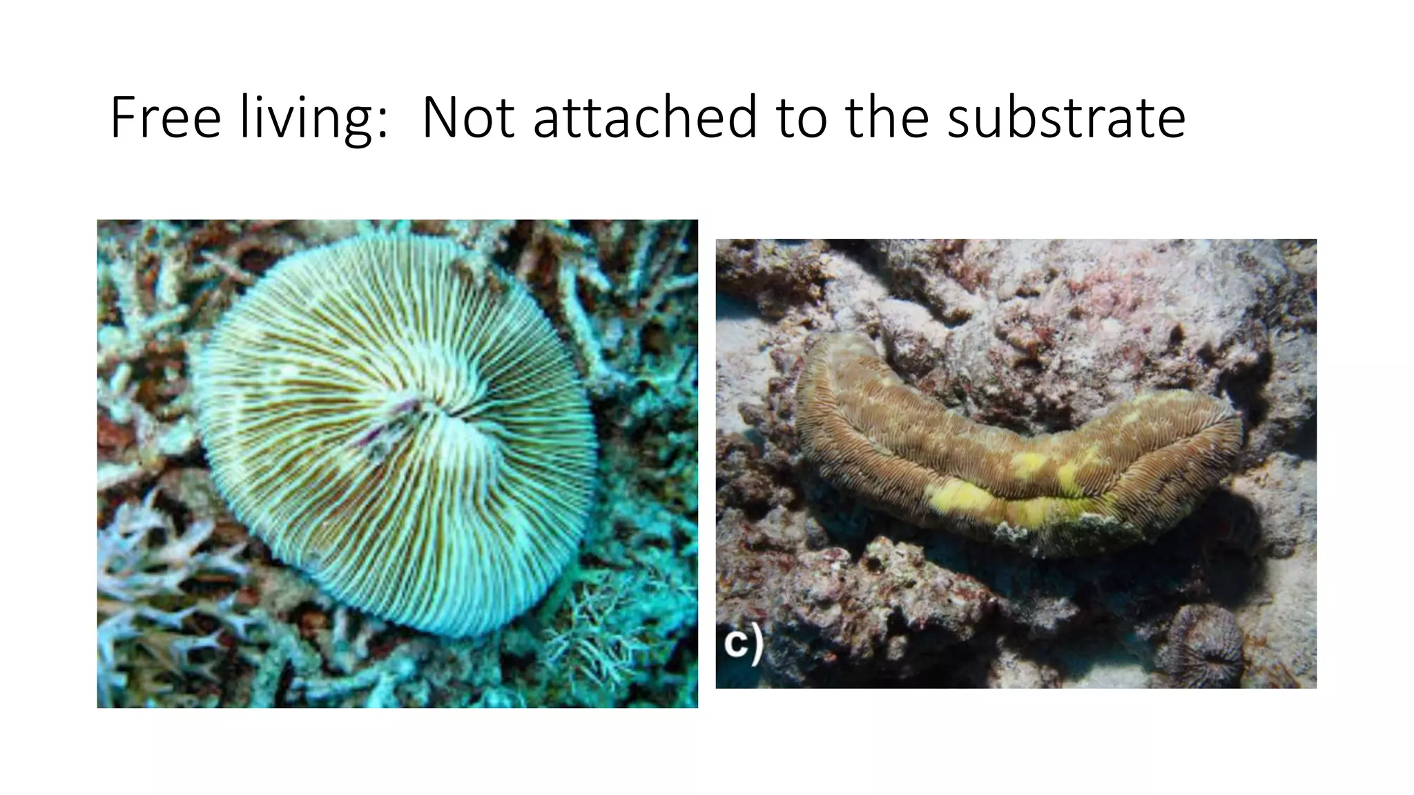 Coral Morphology Types.pptx