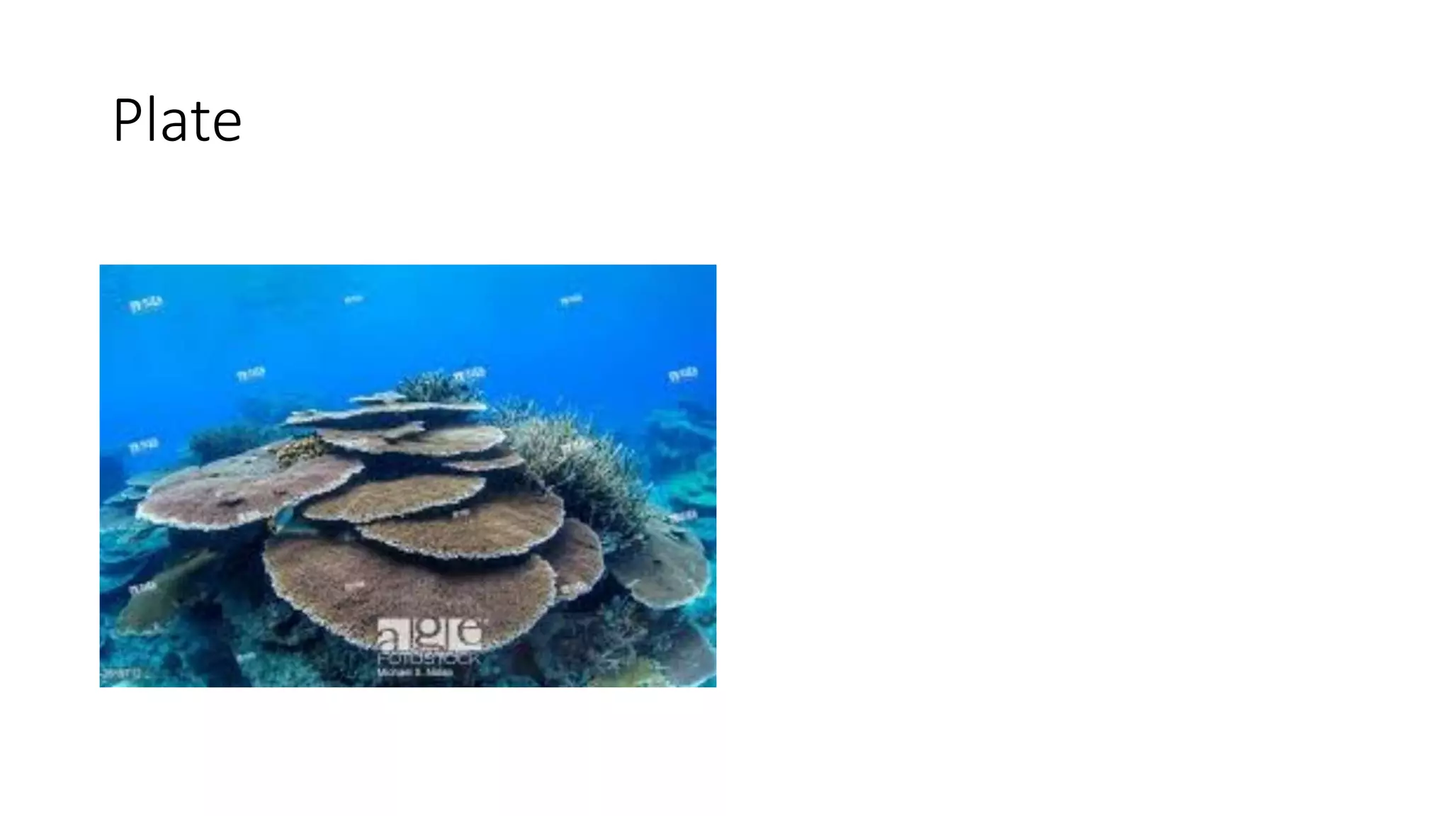 Coral Morphology Types.pptx