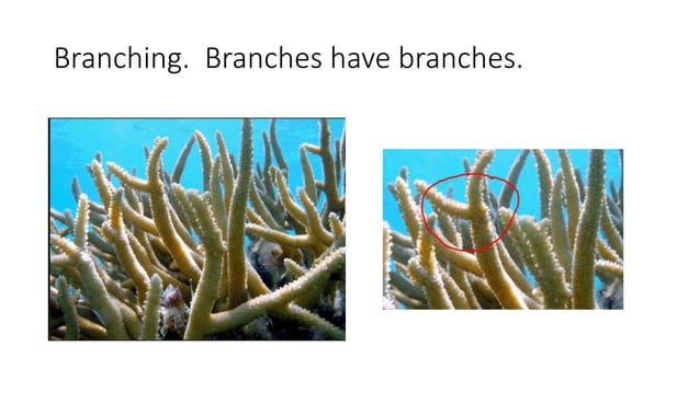 Coral Morphology Types.pptx