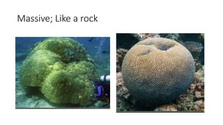 Coral Morphology Types.pptx