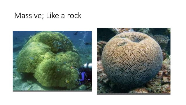 Coral Morphology Types.pptx