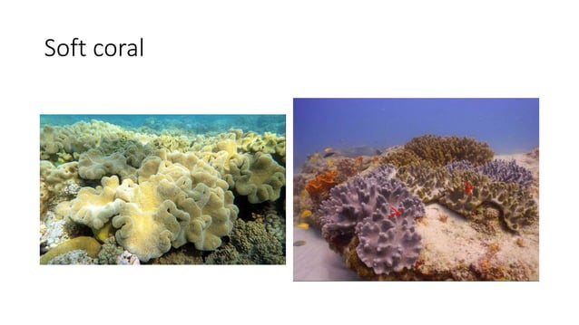 Coral Morphology Types.pptx