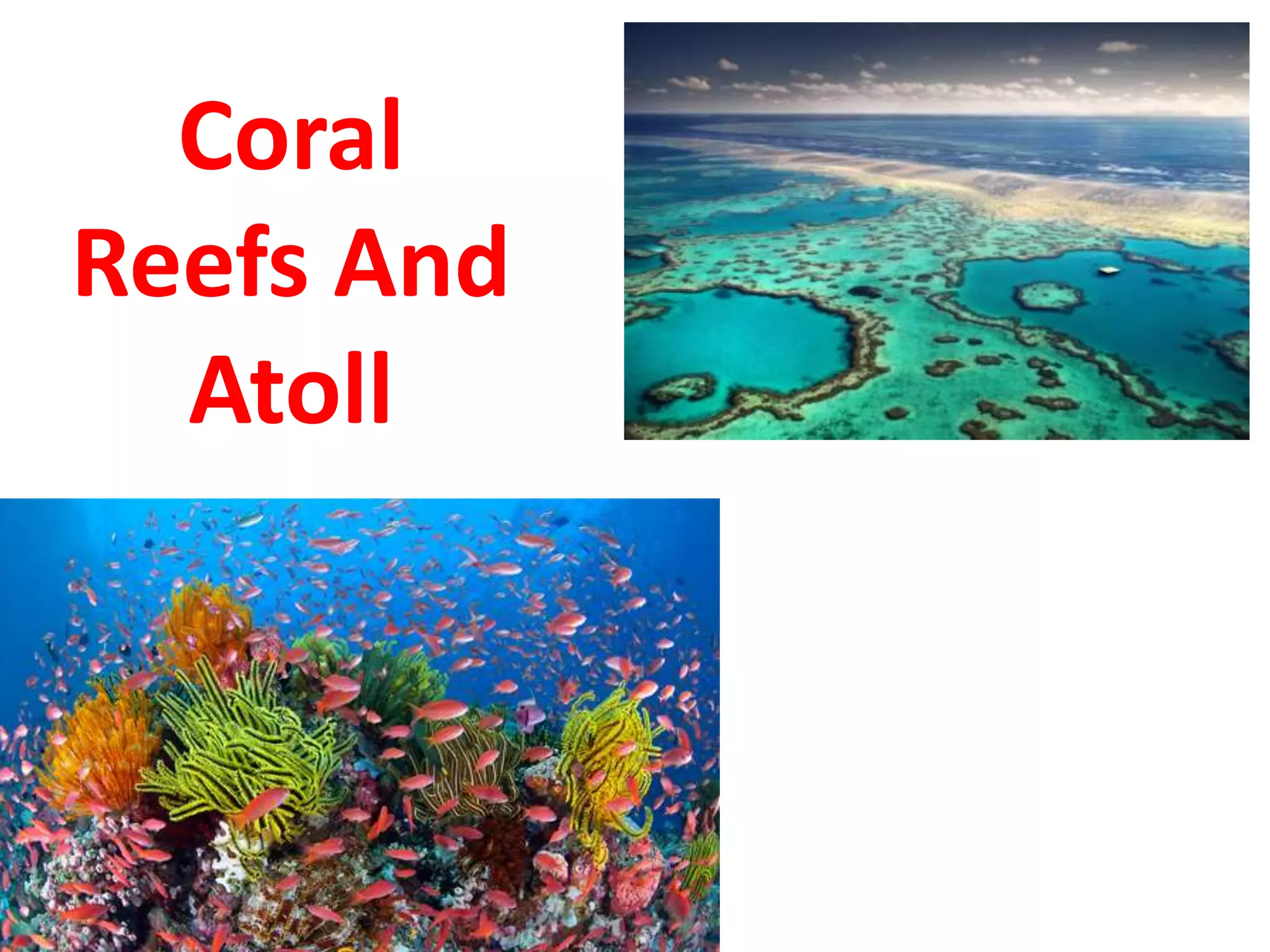 Coral reef ( IAS Exam, Geography Optional) | PPTX