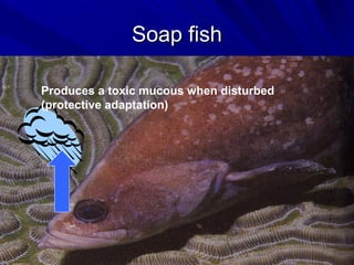 Coral reef | PPT