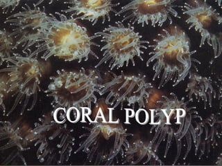Coral reef | PPT