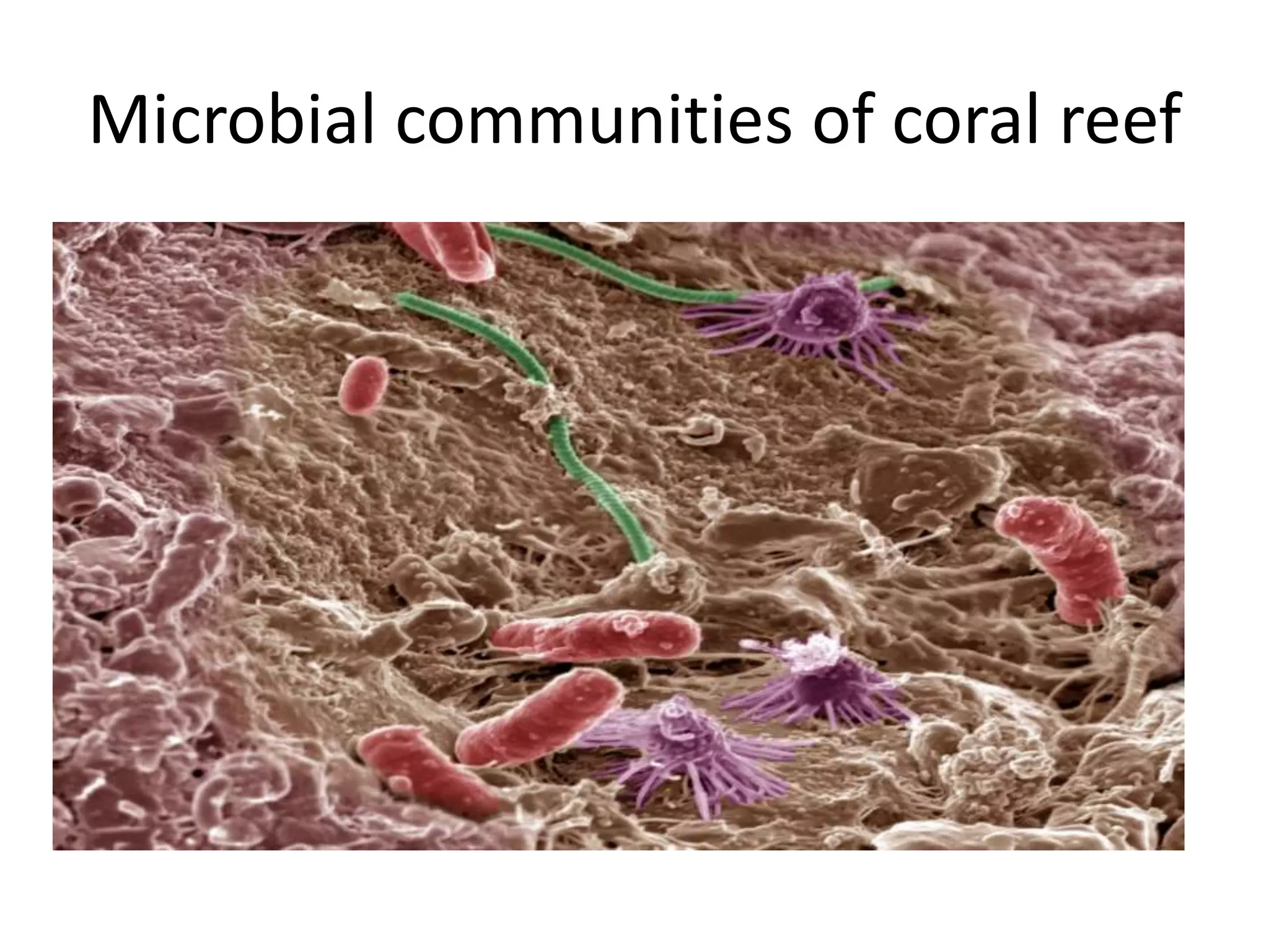 Coral reef -microbial communities | PPTX