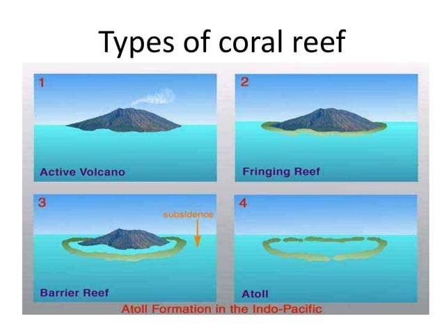 Coral reef -microbial communities | PPTX | Geography | Science