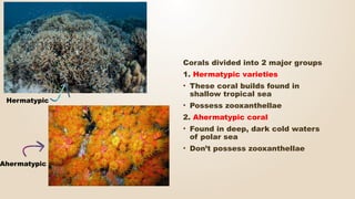 Coral reef (The reef builders, Varieties of coral).pptx