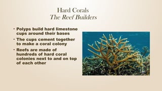 Coral reef (The reef builders, Varieties of coral).pptx