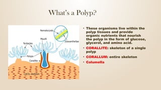 Coral reef (The reef builders, Varieties of coral).pptx