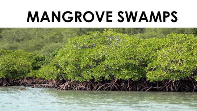 CORAL REEF and mangrove swamp ecosystem.pptx