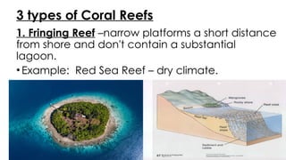 CORAL REEF and mangrove swamp ecosystem.pptx