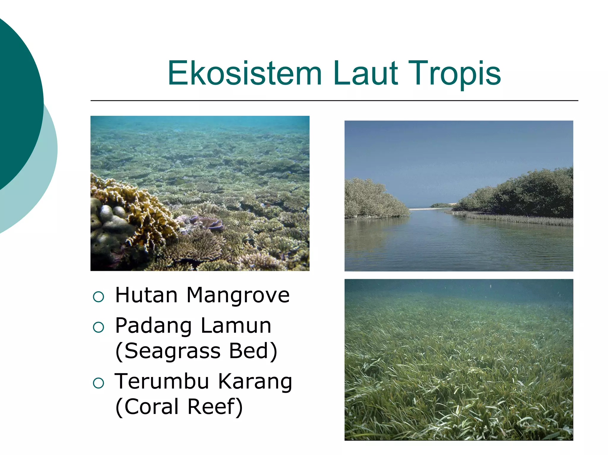 biologi dasar - ekosistem laut | PDF