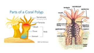 CORAL REEF BY papi.pptx