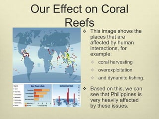 Coral Reef Destruction Slideshow | PPTX