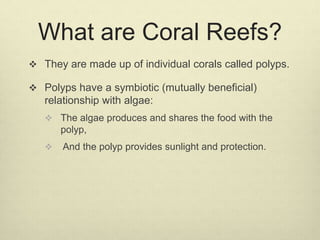 Coral Reef Destruction Slideshow | PPTX