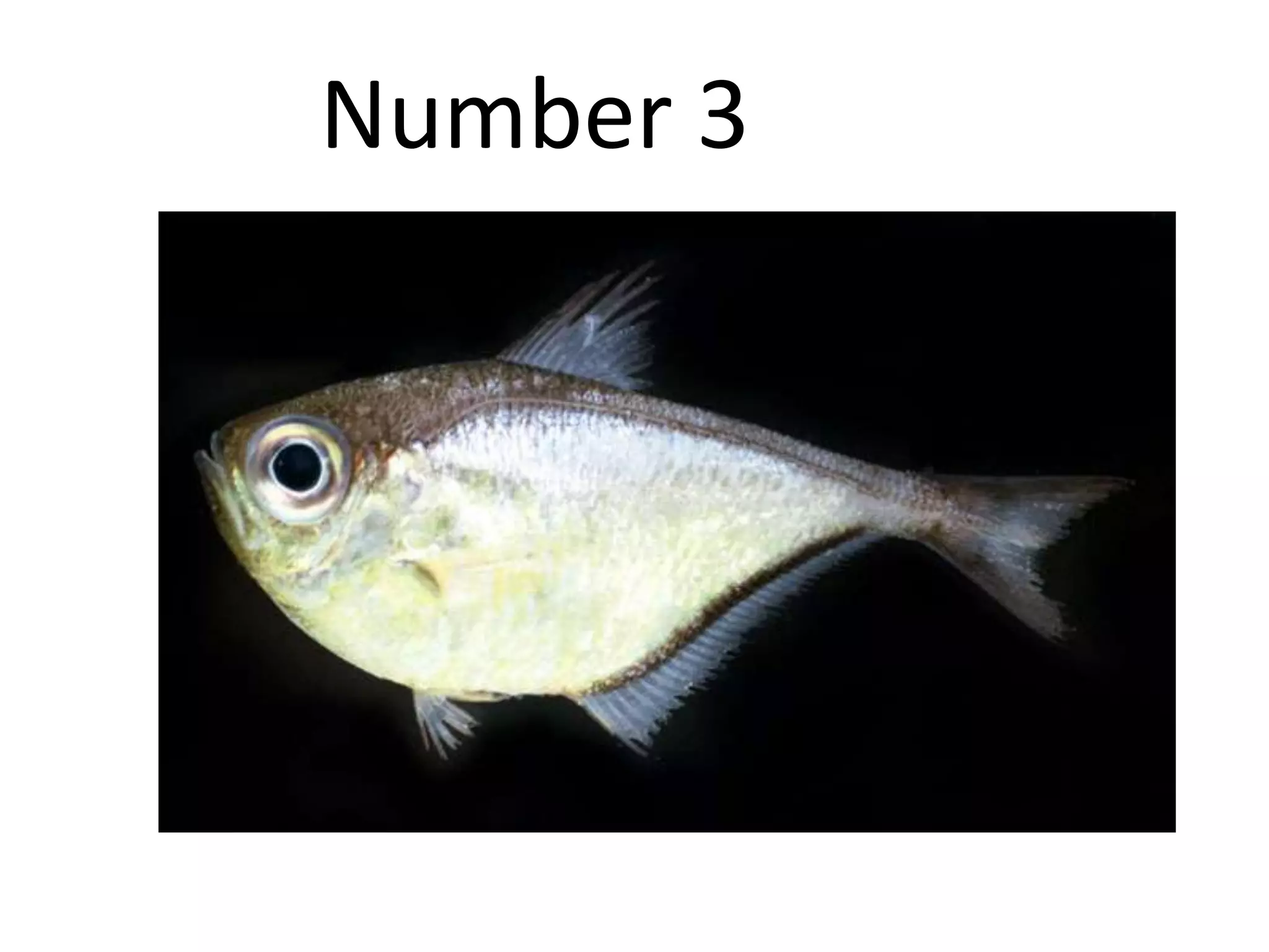 Coral reef dichotomous key | PPTX