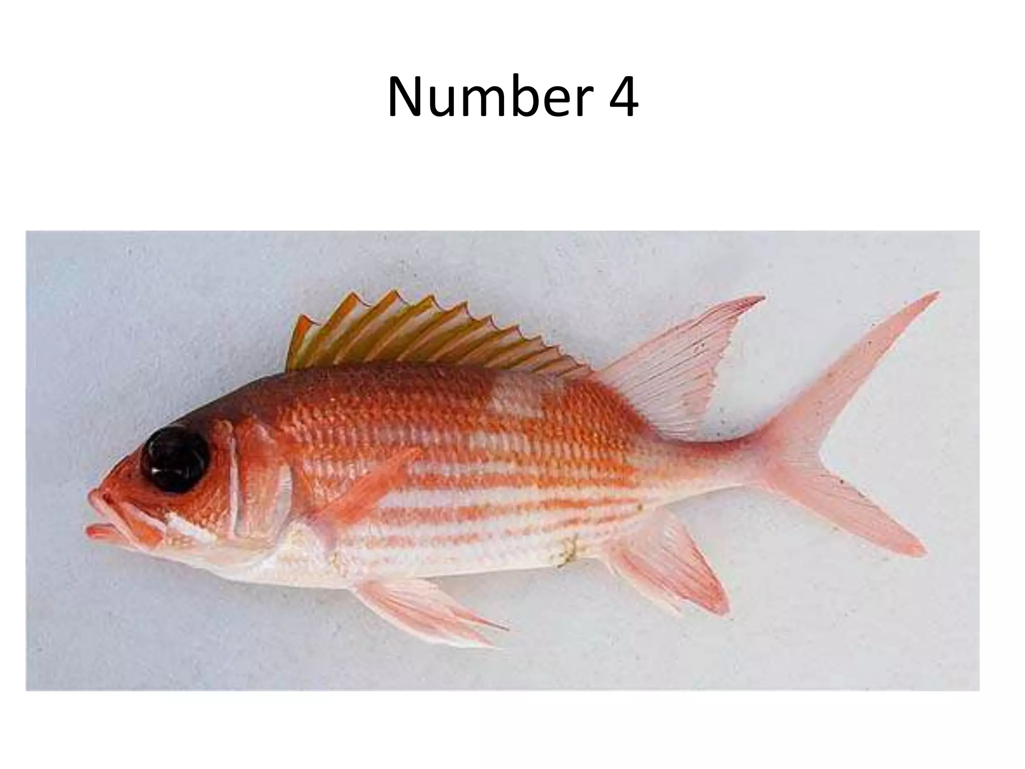 Coral reef dichotomous key | PPTX