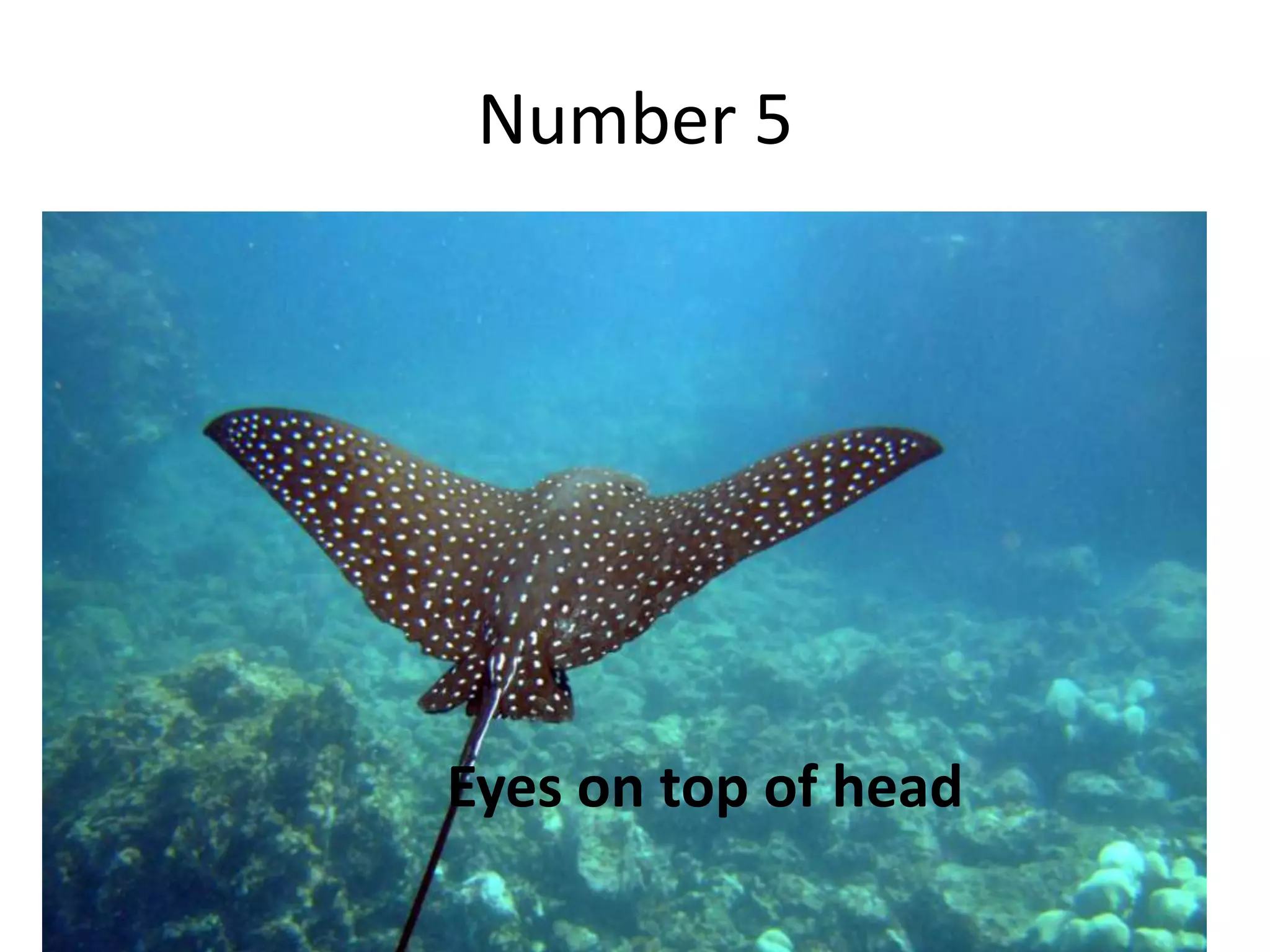 Coral reef dichotomous key | PPTX