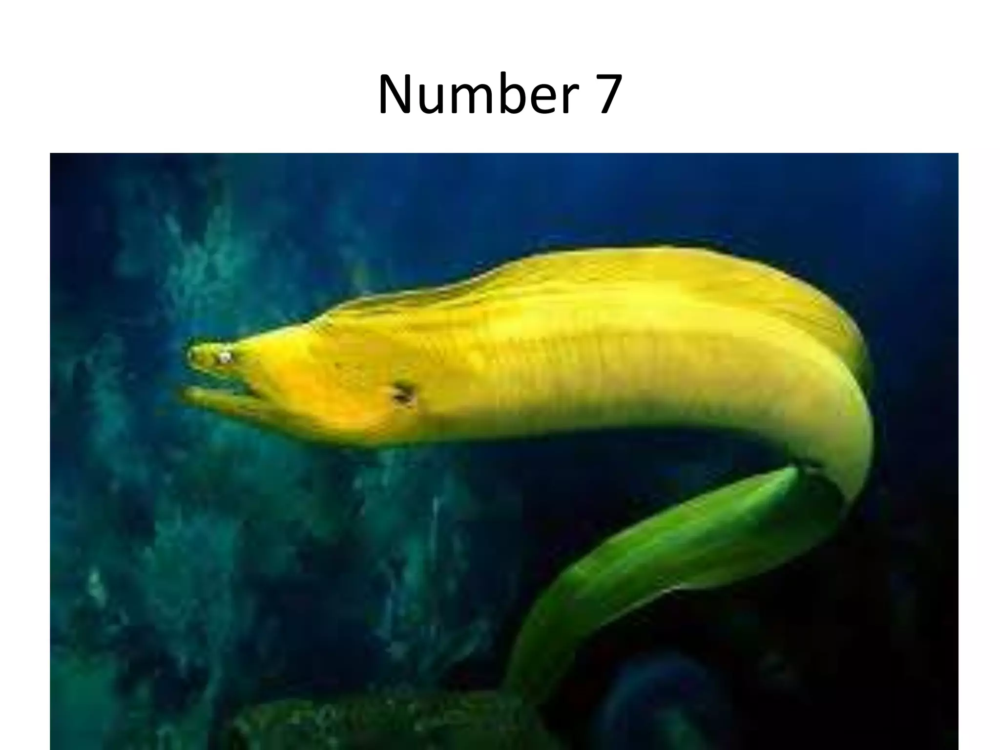 Coral reef dichotomous key | PPTX