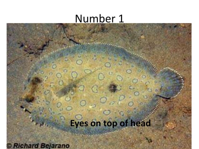 Coral reef dichotomous key | PPTX