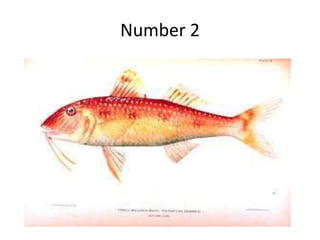 Coral reef dichotomous key | PPTX