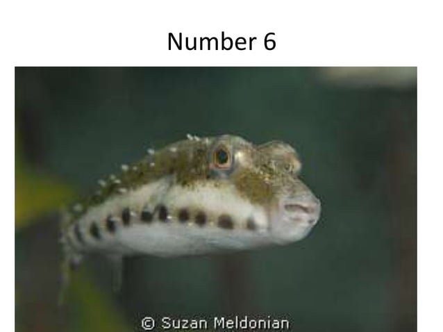 Coral reef dichotomous key | PPTX