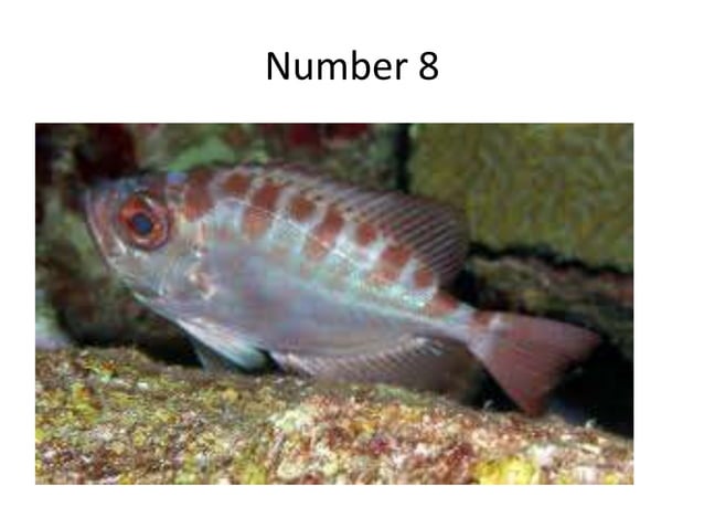 Coral reef dichotomous key | PPTX