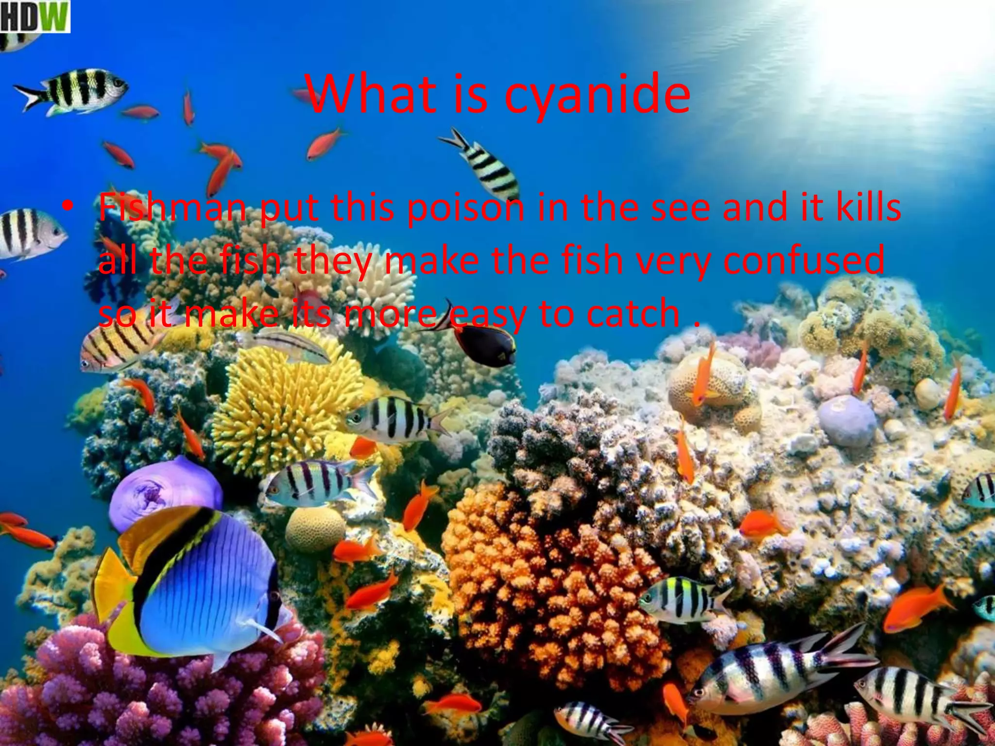 Coral reef ecosystems | PPTX