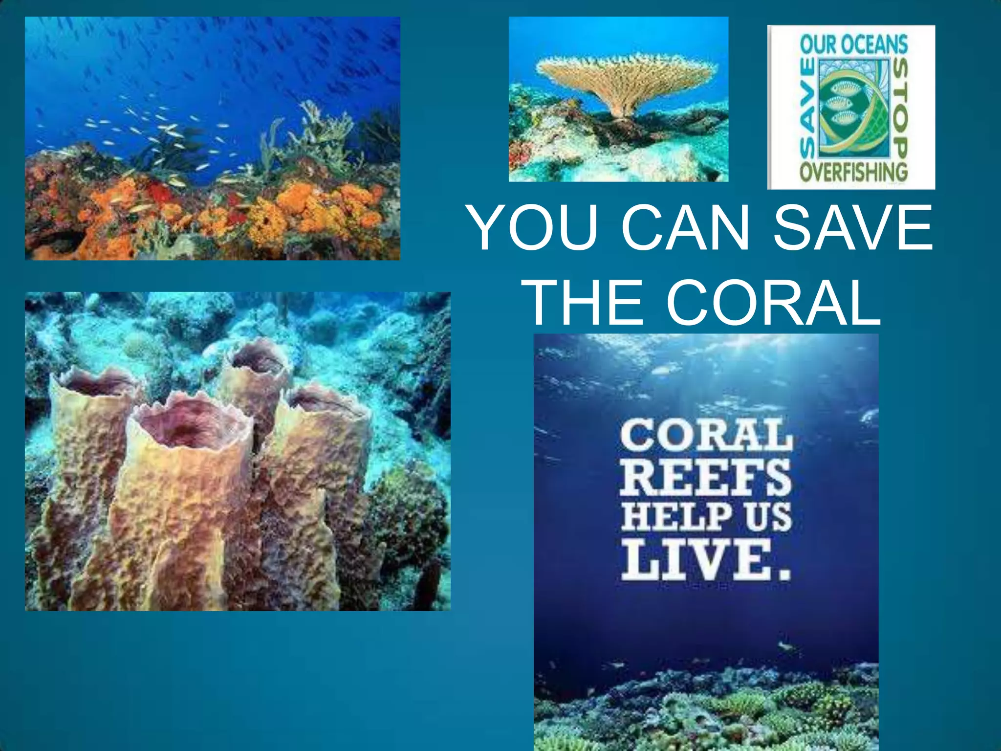 Coral reef (finalcopy) meg g and joanna r | PPTX