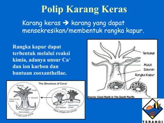 Biologi Karang | PPT