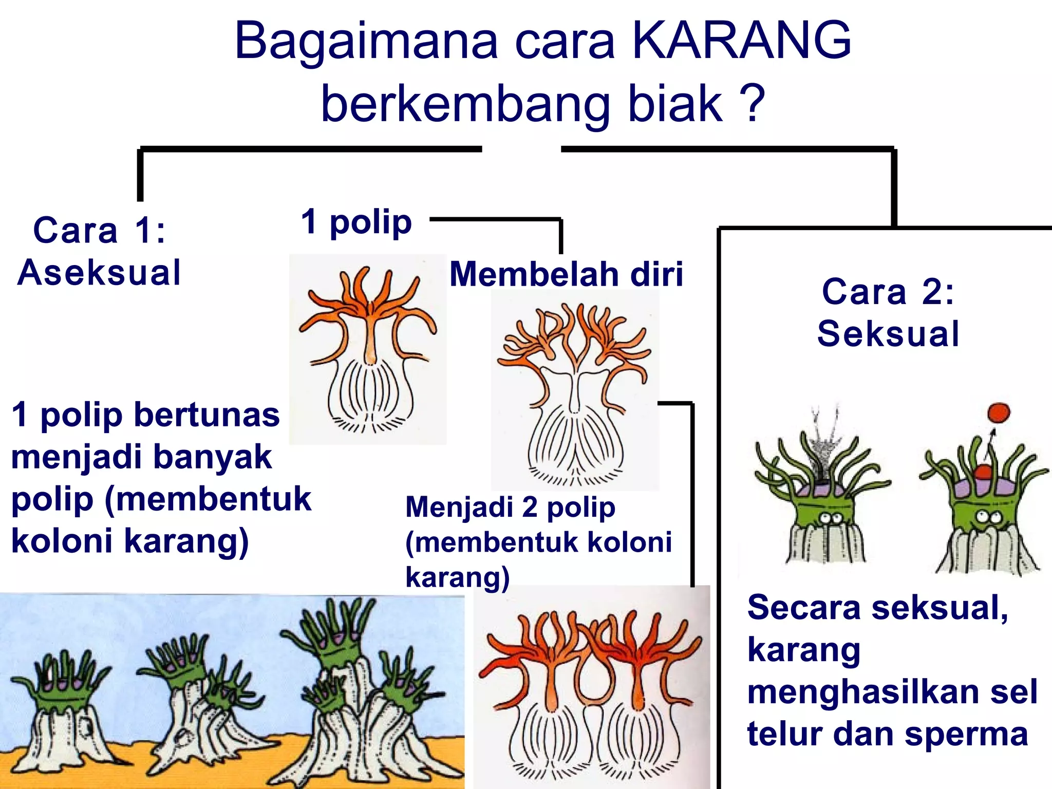 Terumbu Karang - Untuk Siswa | PPT